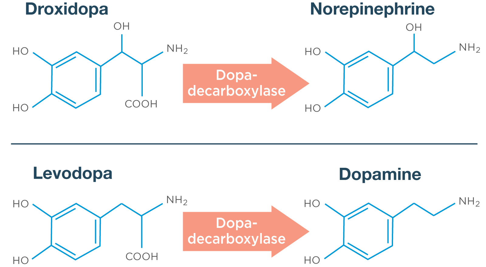 NORTHERA® (droxidopa) | Pharmacology
